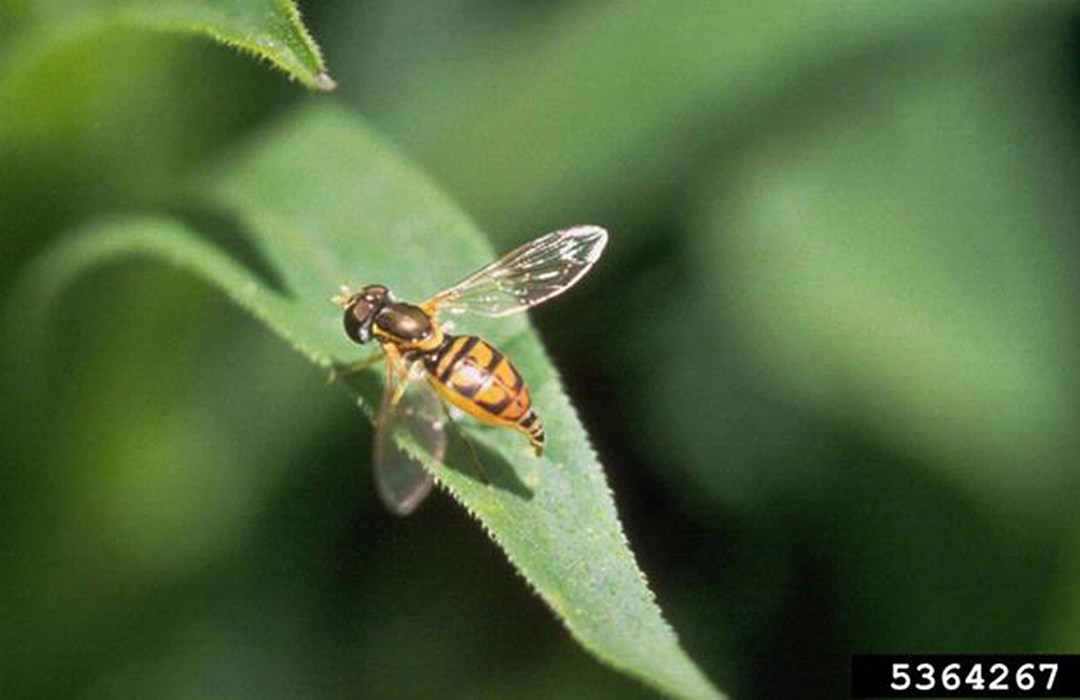 Syrphid flies - Agricultural Biology
