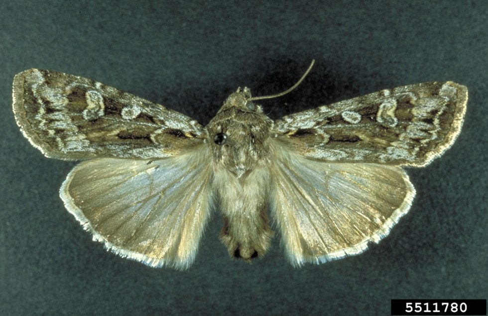 Army cutworm - Agricultural Biology