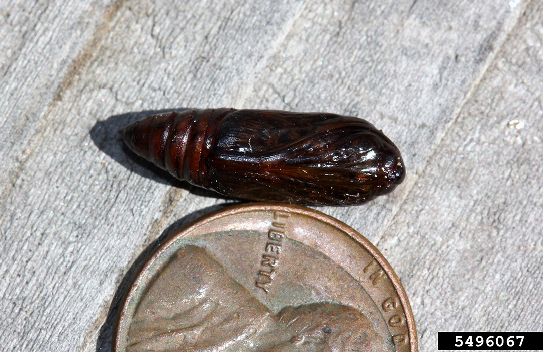 Army cutworm - Agricultural Biology