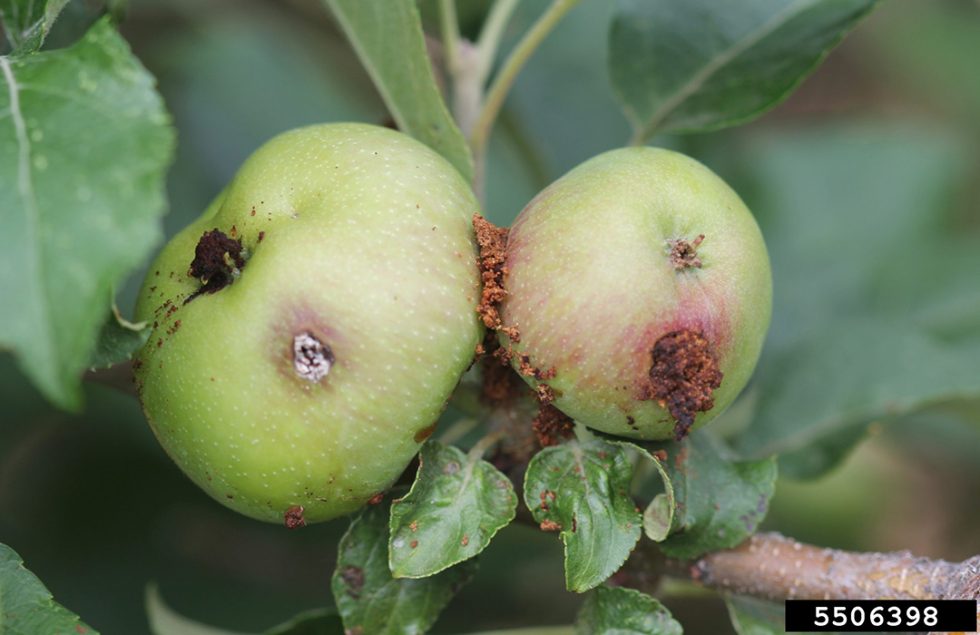 Codling moth - Agricultural Biology