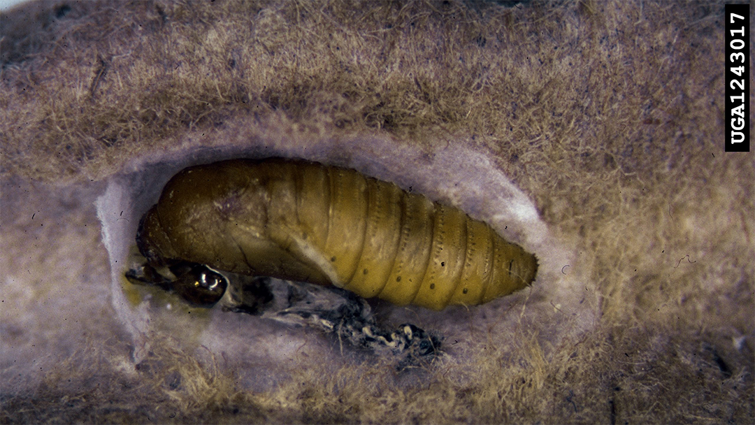 Codling moth - Agricultural Biology