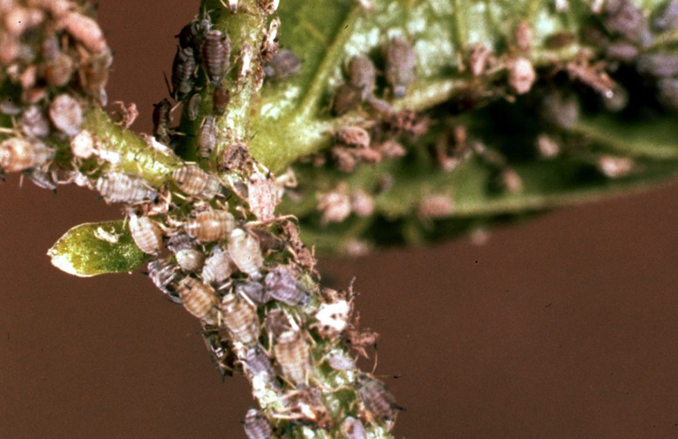 Aphids in alfalfa - Agricultural Biology