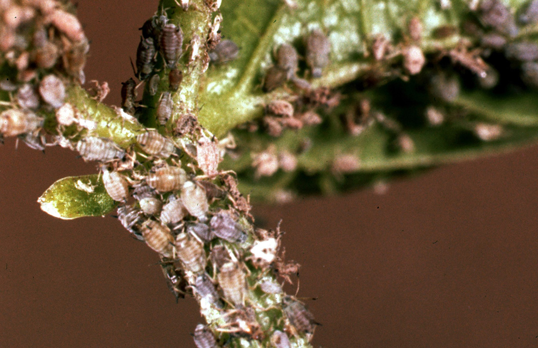Aphids in alfalfa - Agricultural Biology