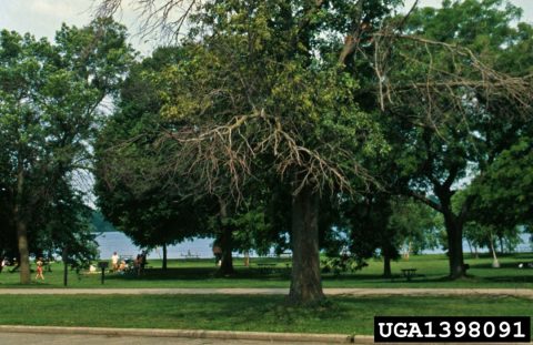 Emerald ash borer - Agricultural Biology