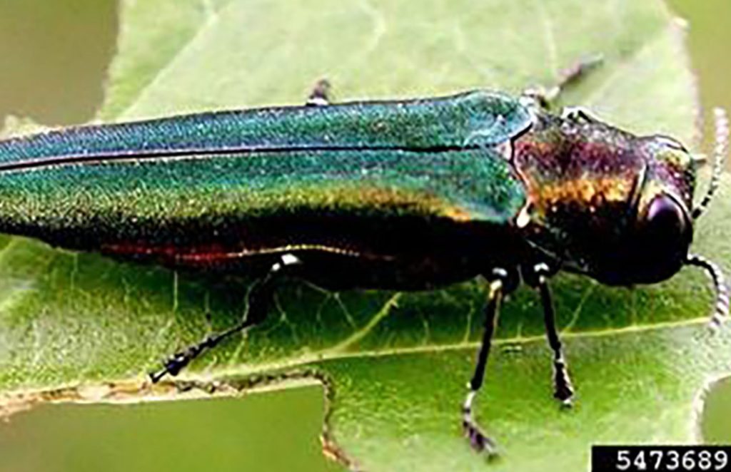 Emerald ash borer - Agricultural Biology