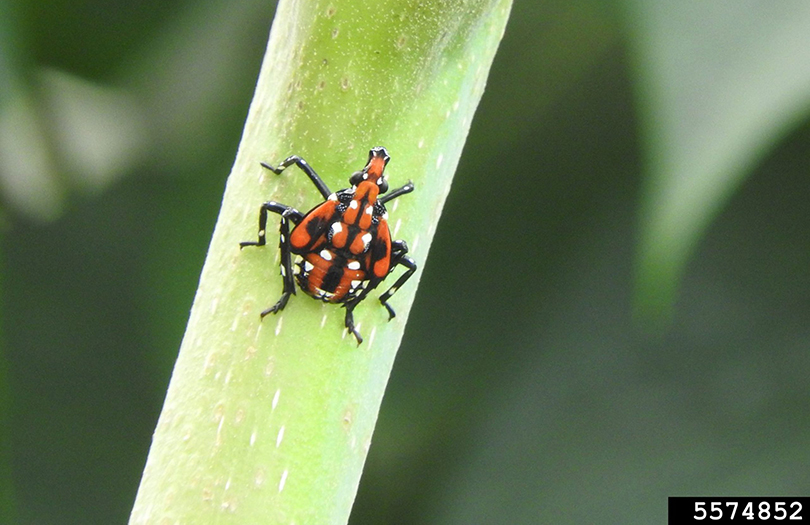 Spotted lanternfly - Agricultural Biology
