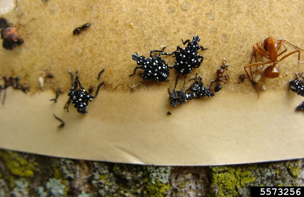 Spotted lanternfly - Agricultural Biology