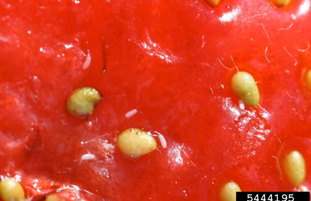 Spotted wing drosphila - Agricultural Biology