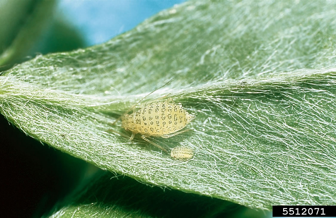 Aphids in alfalfa - Agricultural Biology