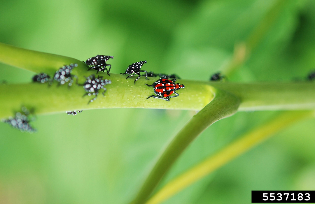 Spotted lanternfly - Agricultural Biology