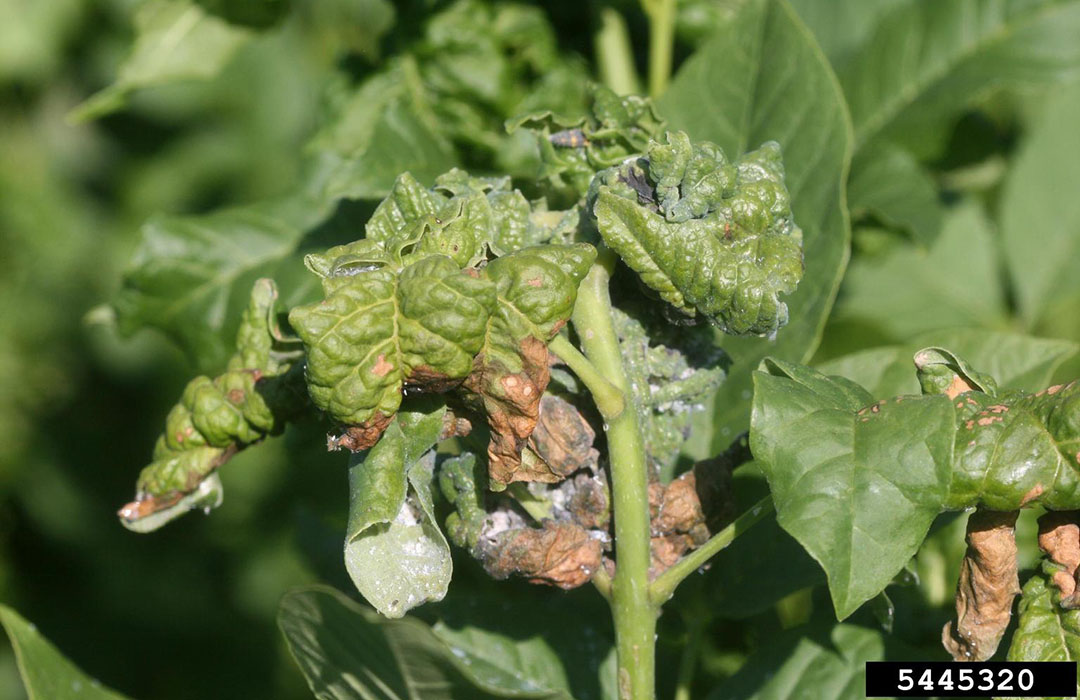 Aphids on shade trees and ornamental plants - Agricultural Biology