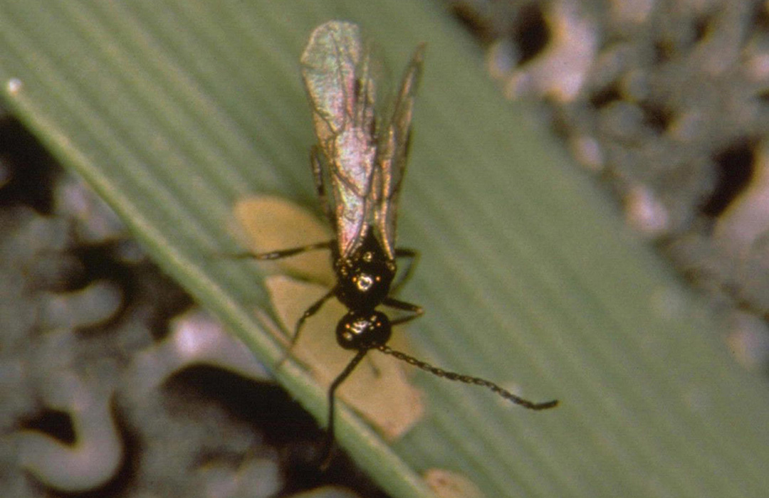 Parasitoid wasps - Agricultural Biology