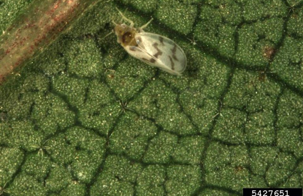Whiteflies - Agricultural Biology