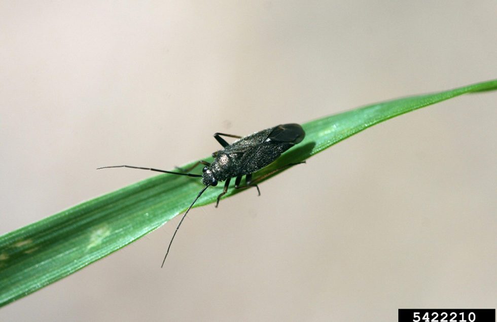 Black grass bugs - Agricultural Biology