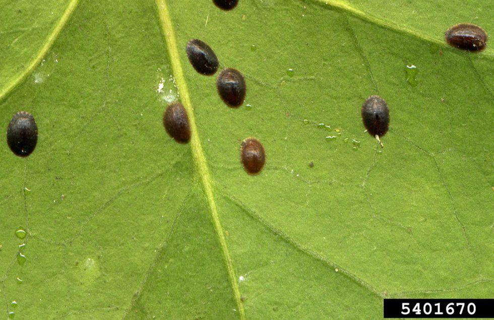Brown soft scale - Agricultural Biology