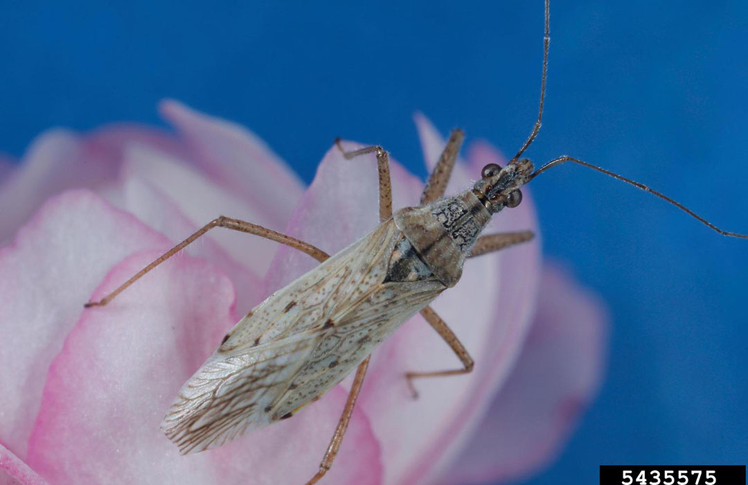 Predatory bugs - Agricultural Biology