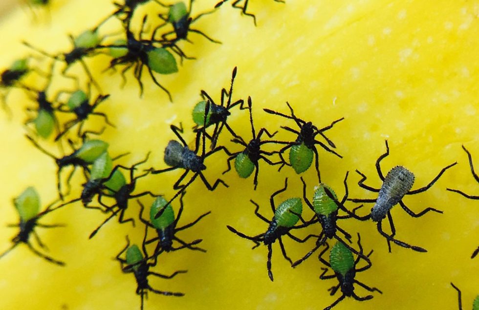 Squash bug - Agricultural Biology