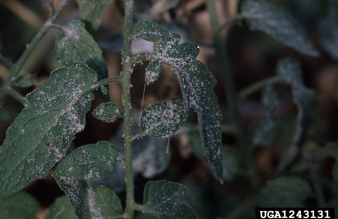 Potato/tomato psyllid - Agricultural Biology