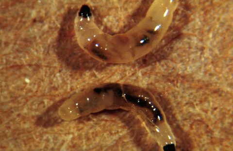 Fungus gnats - Agricultural Biology