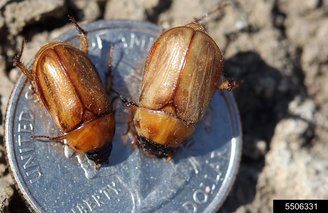 White grubs - Agricultural Biology