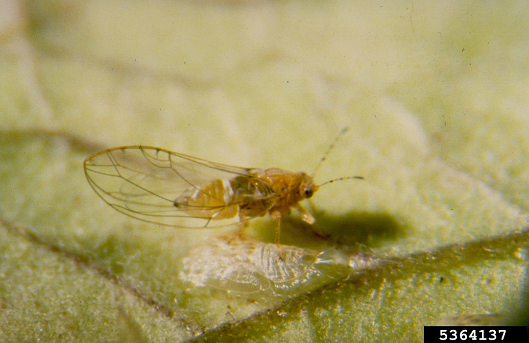 Potato/tomato psyllid - Agricultural Biology