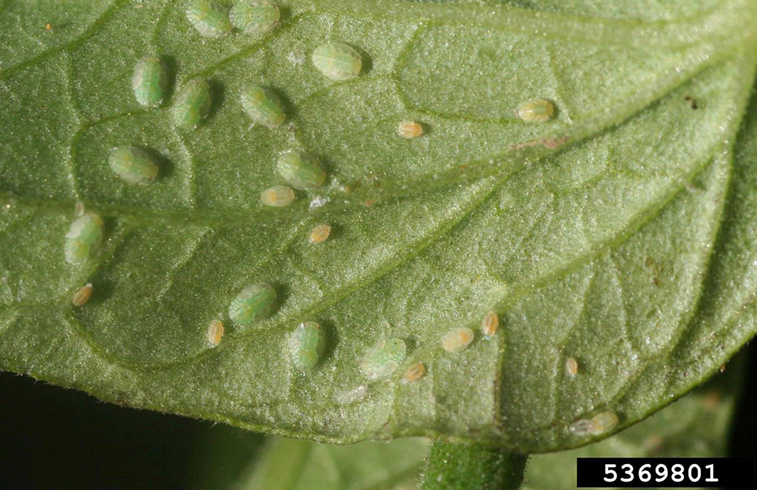 Potato/tomato psyllid - Agricultural Biology