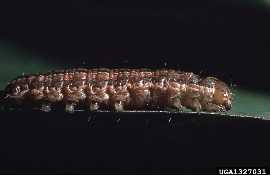 Armyworm - Agricultural Biology