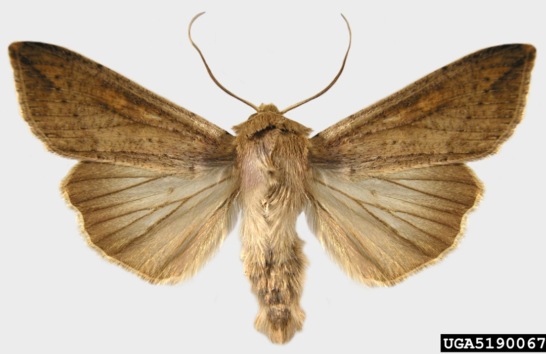 Armyworm - Agricultural Biology