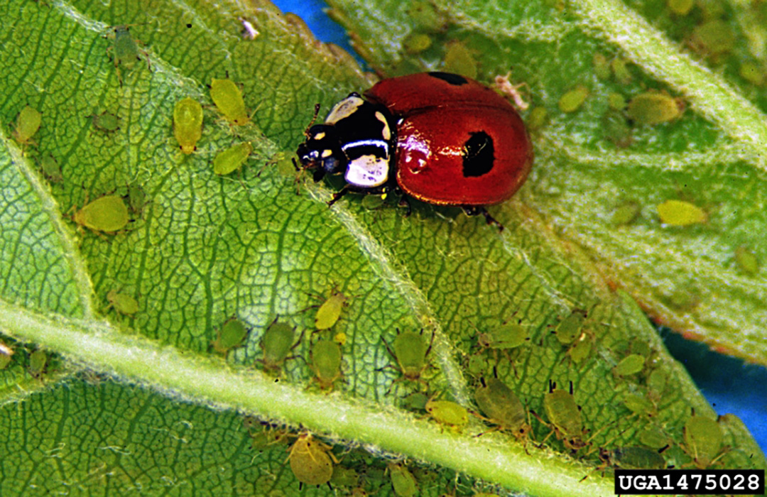 Lady beetles - Agricultural Biology