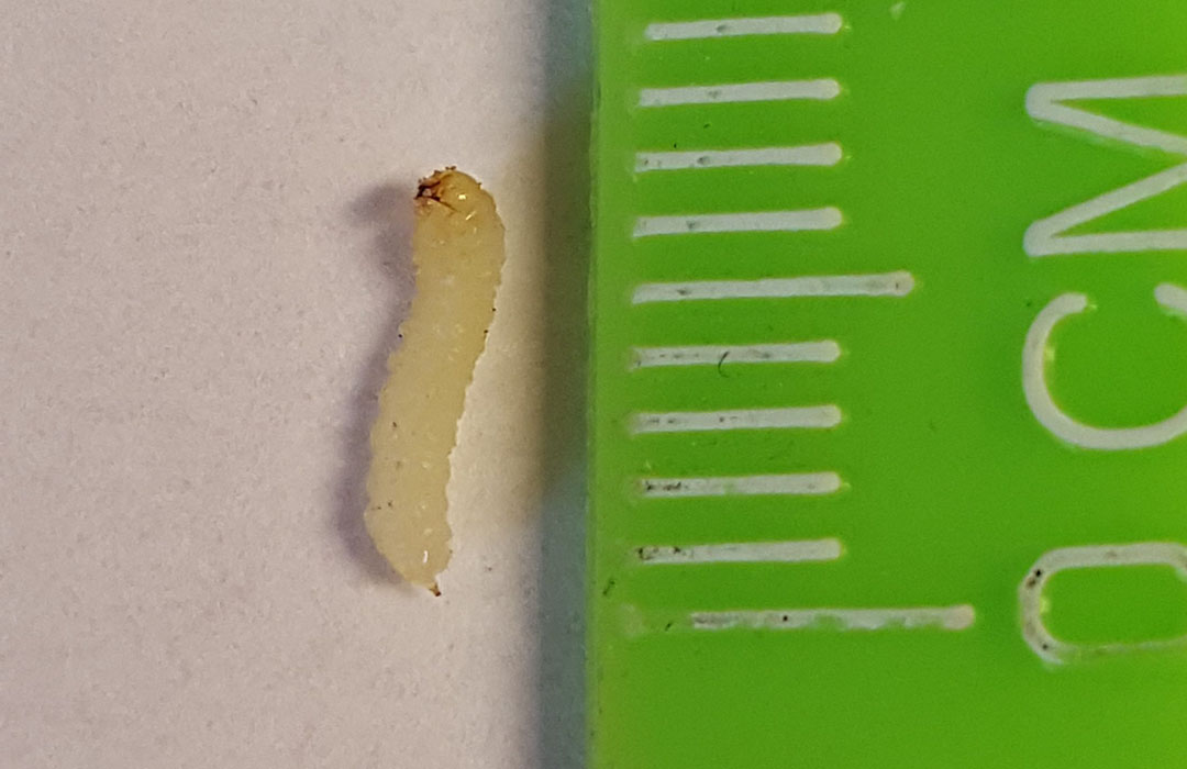 Wheat stem sawfly - Agricultural Biology