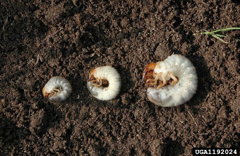 White grubs - Agricultural Biology