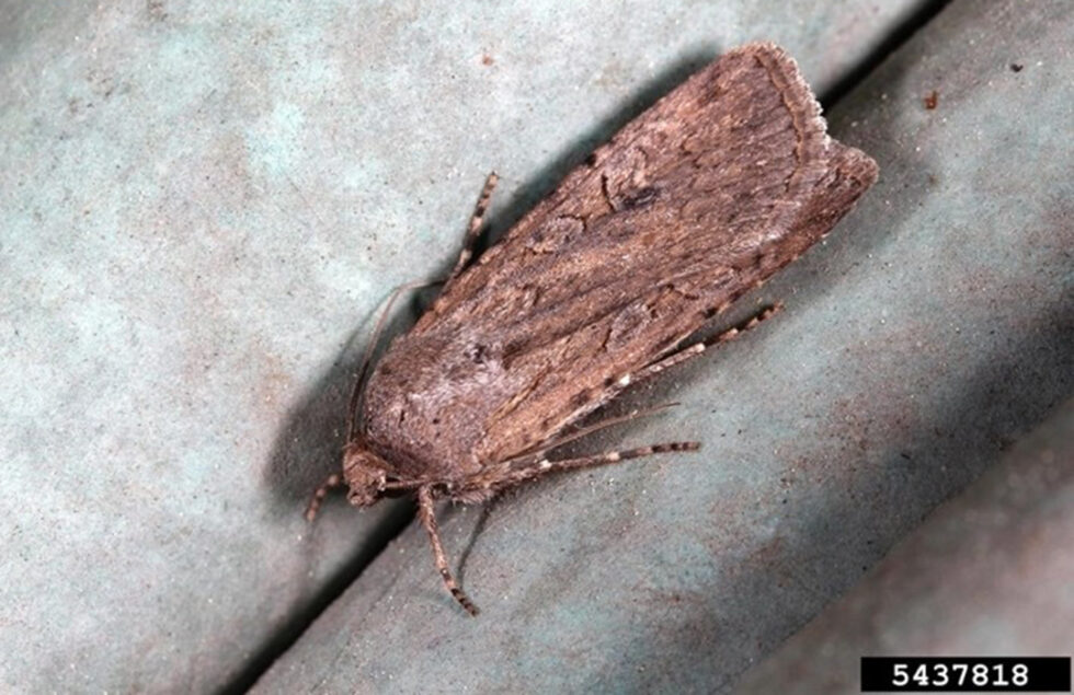 Miller moth - Agricultural Biology