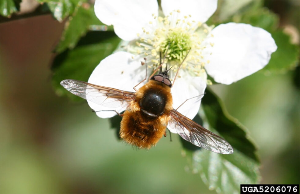 Flies and beetles - Agricultural Biology