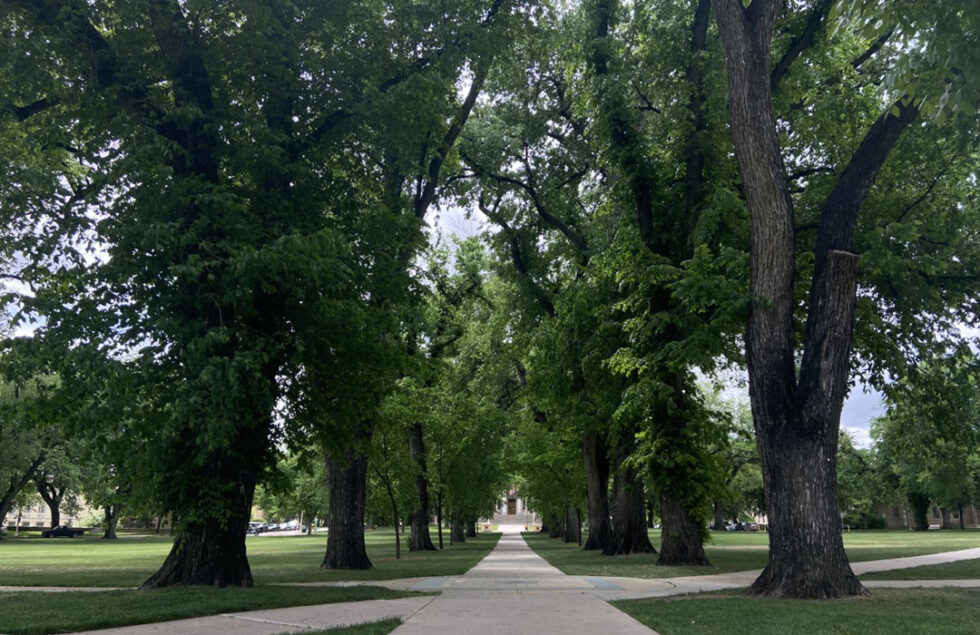 Climate-Forward Trees and Shrubs for Colorado Urban Forests ...
