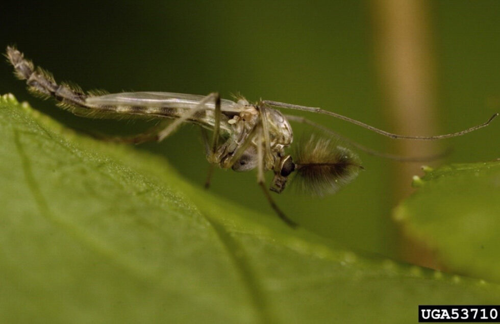 Flies and beetles - Agricultural Biology