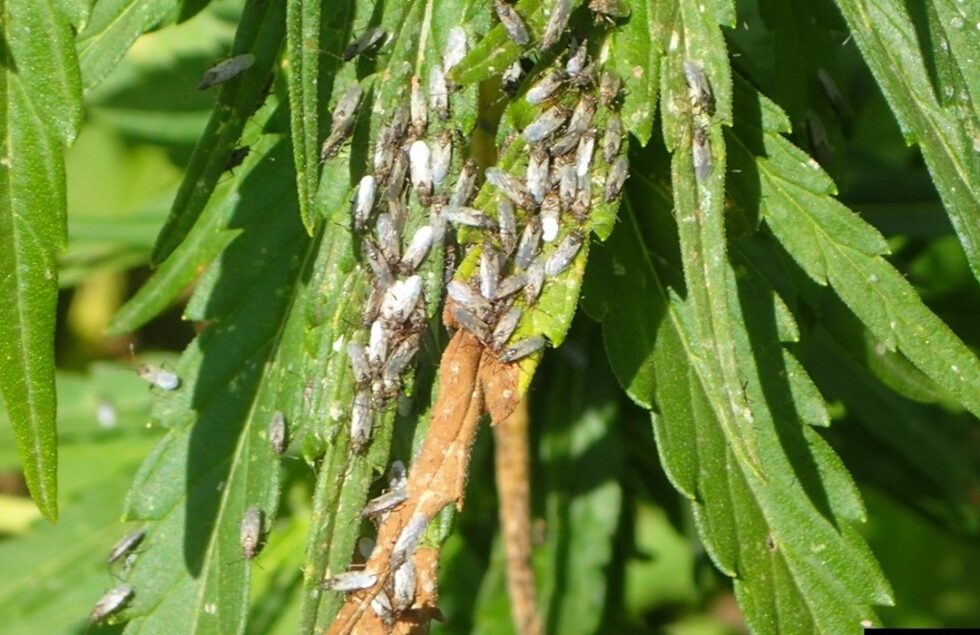 False chinch bug - Agricultural Biology