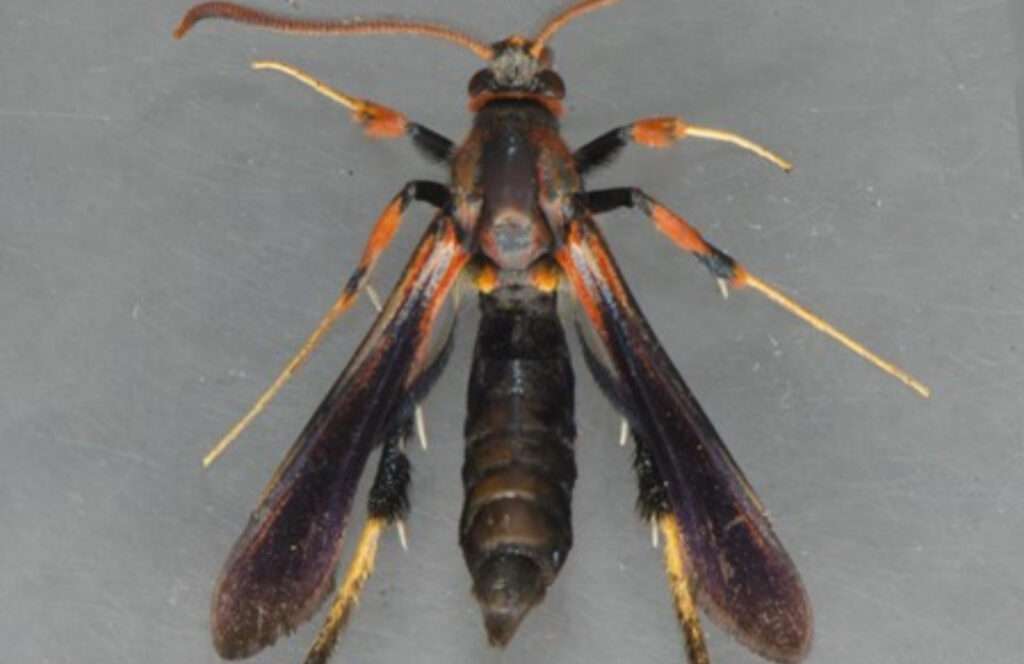 Lilac borer - Agricultural Biology