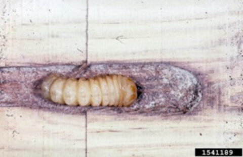 Locust borer - Agricultural Biology