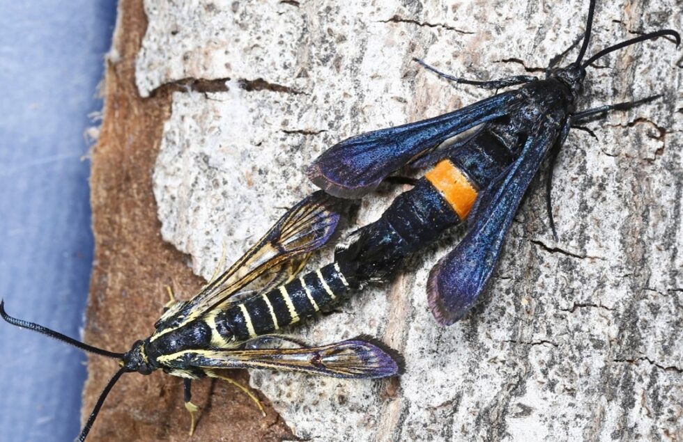 Peachtree borer - Agricultural Biology