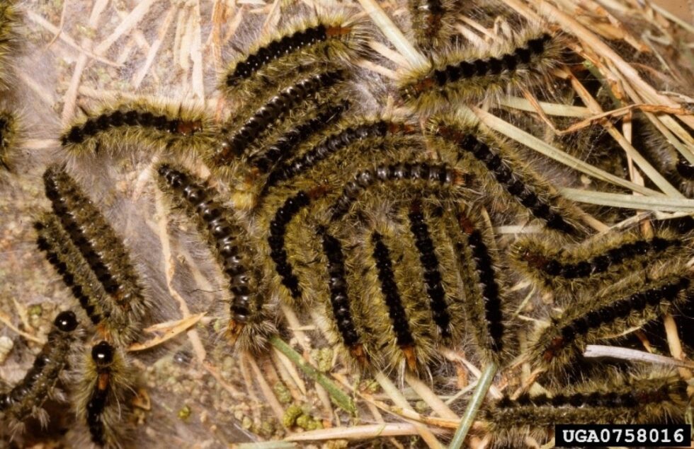 Tent caterpillars - Agricultural Biology
