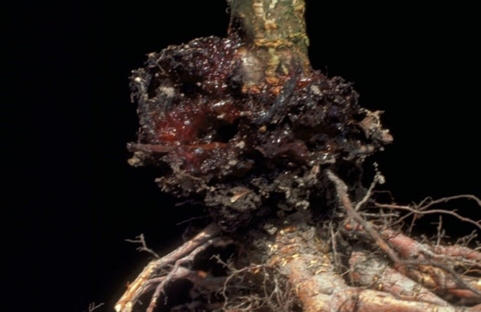 Peachtree borer - Agricultural Biology