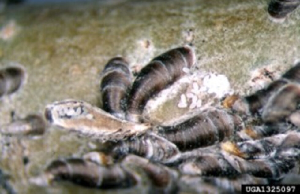 Oystershell scale - Agricultural Biology