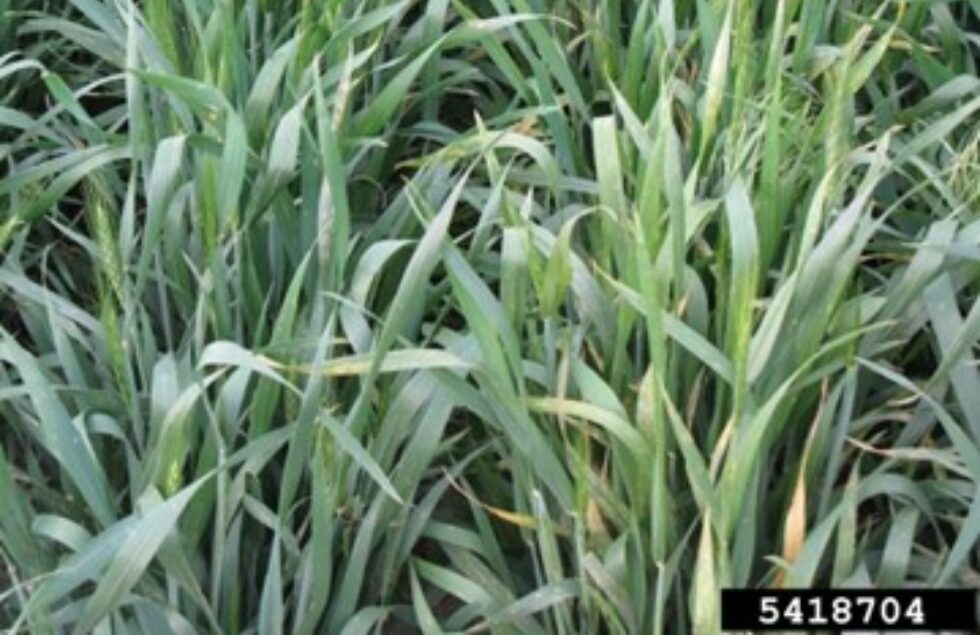 Wheat curl mite - Agricultural Biology