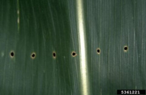 Stalk borers in corn - Agricultural Biology