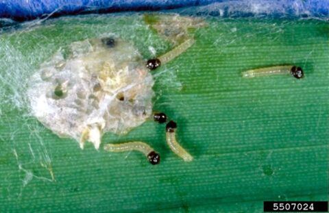European corn borer - Agricultural Biology