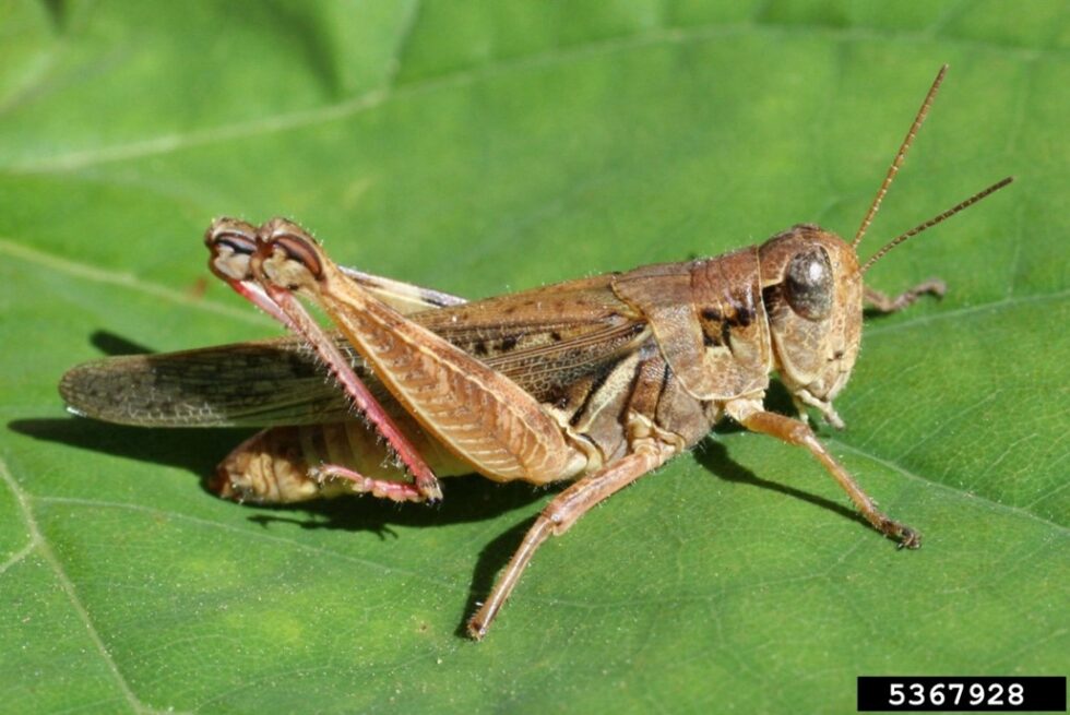 Grasshoppers in hemp - Agricultural Biology