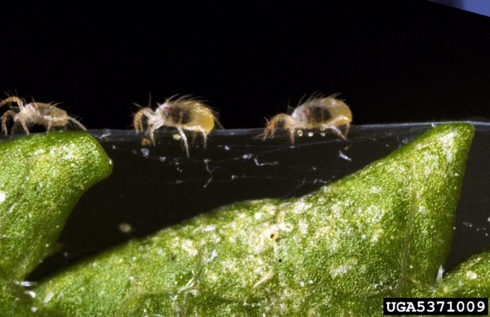 Twospotted spider mite - Agricultural Biology