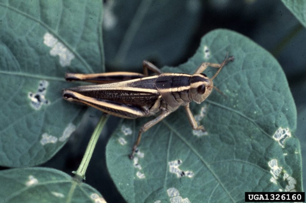 Grasshoppers in hemp - Agricultural Biology