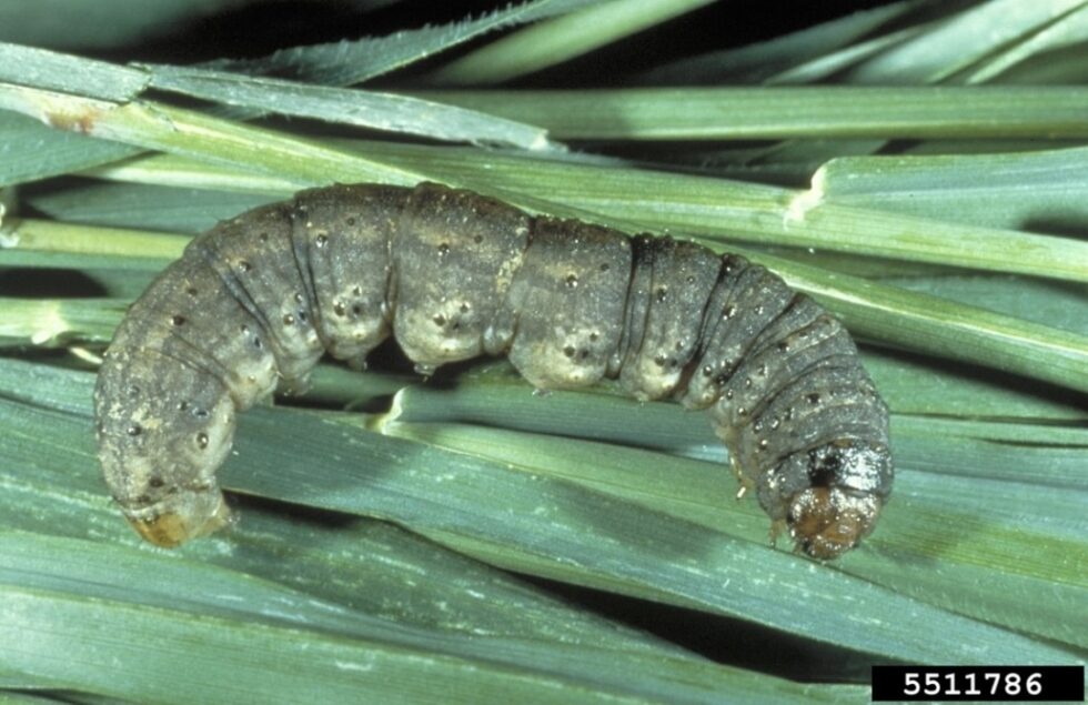 Armyworm and cutworms - Agricultural Biology