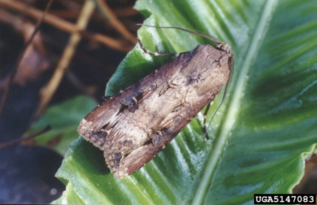 Armyworm and Cutworms - Agricultural Biology